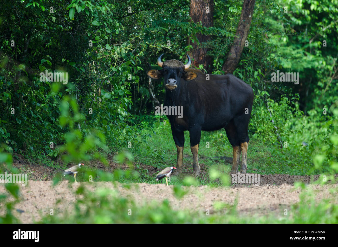 Gaur thailand hi-res stock photography and images - Alamy