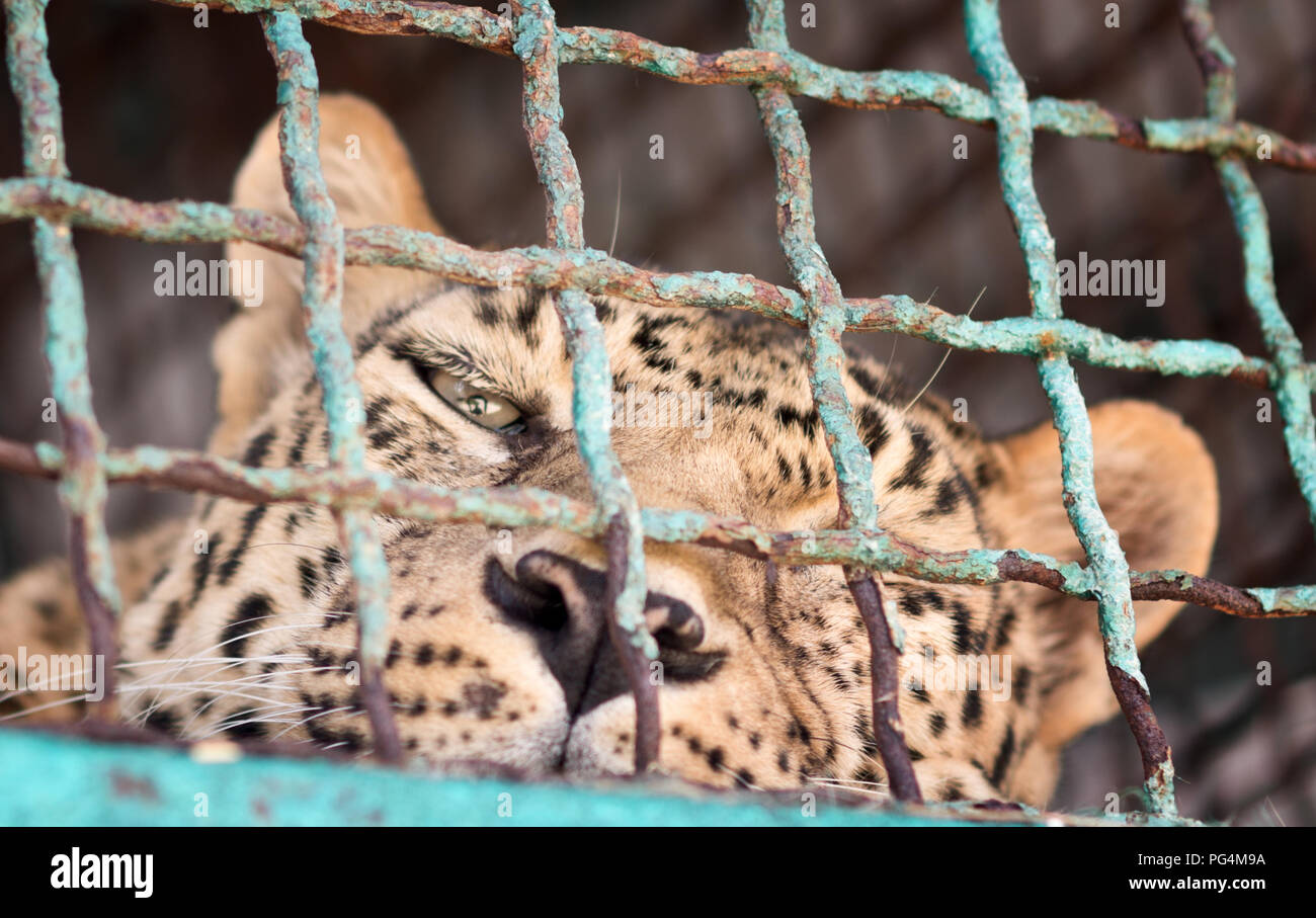 Leopard in cage Stock Photo - Alamy