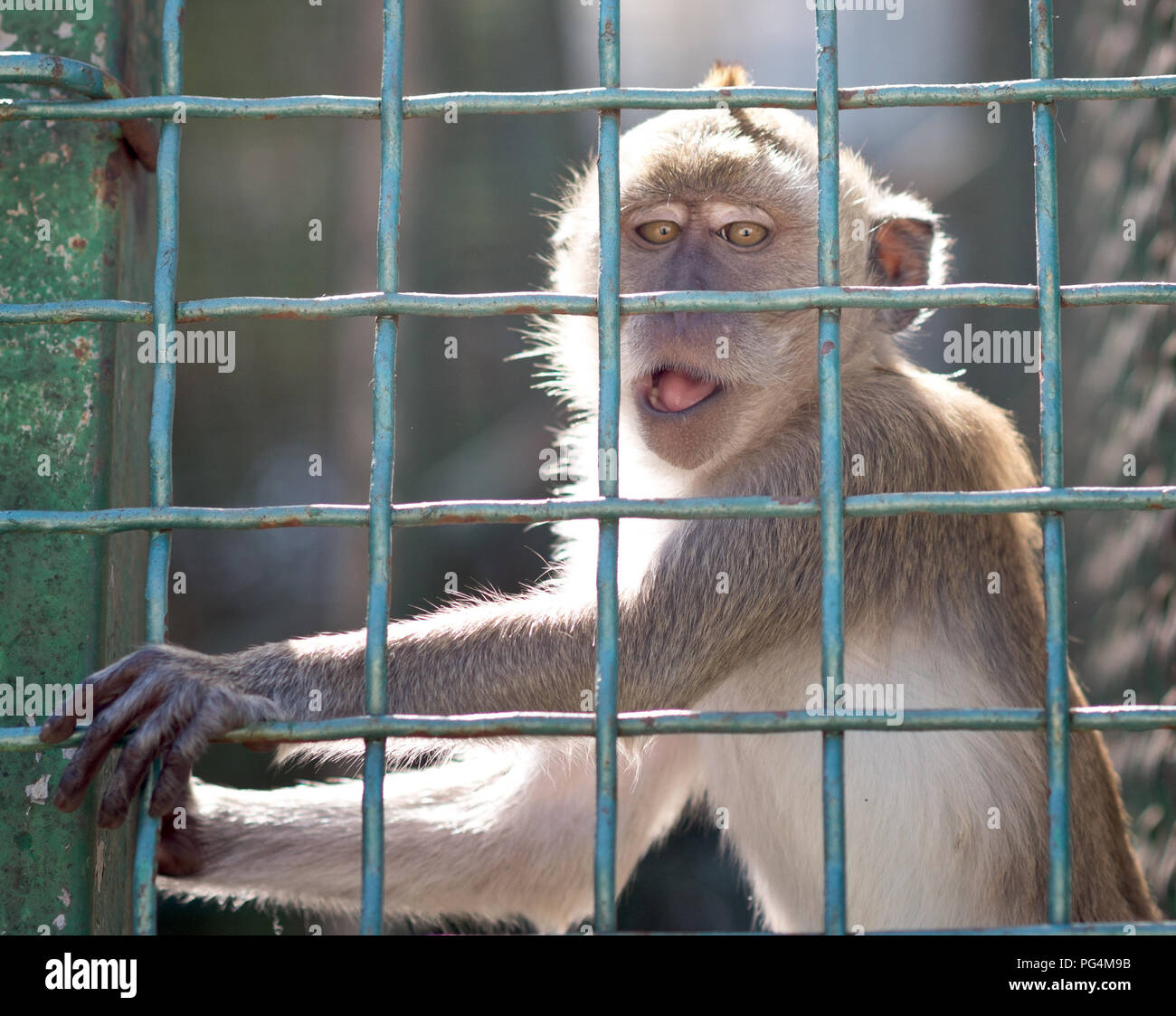 Monkey in cage Stock Photo - Alamy
