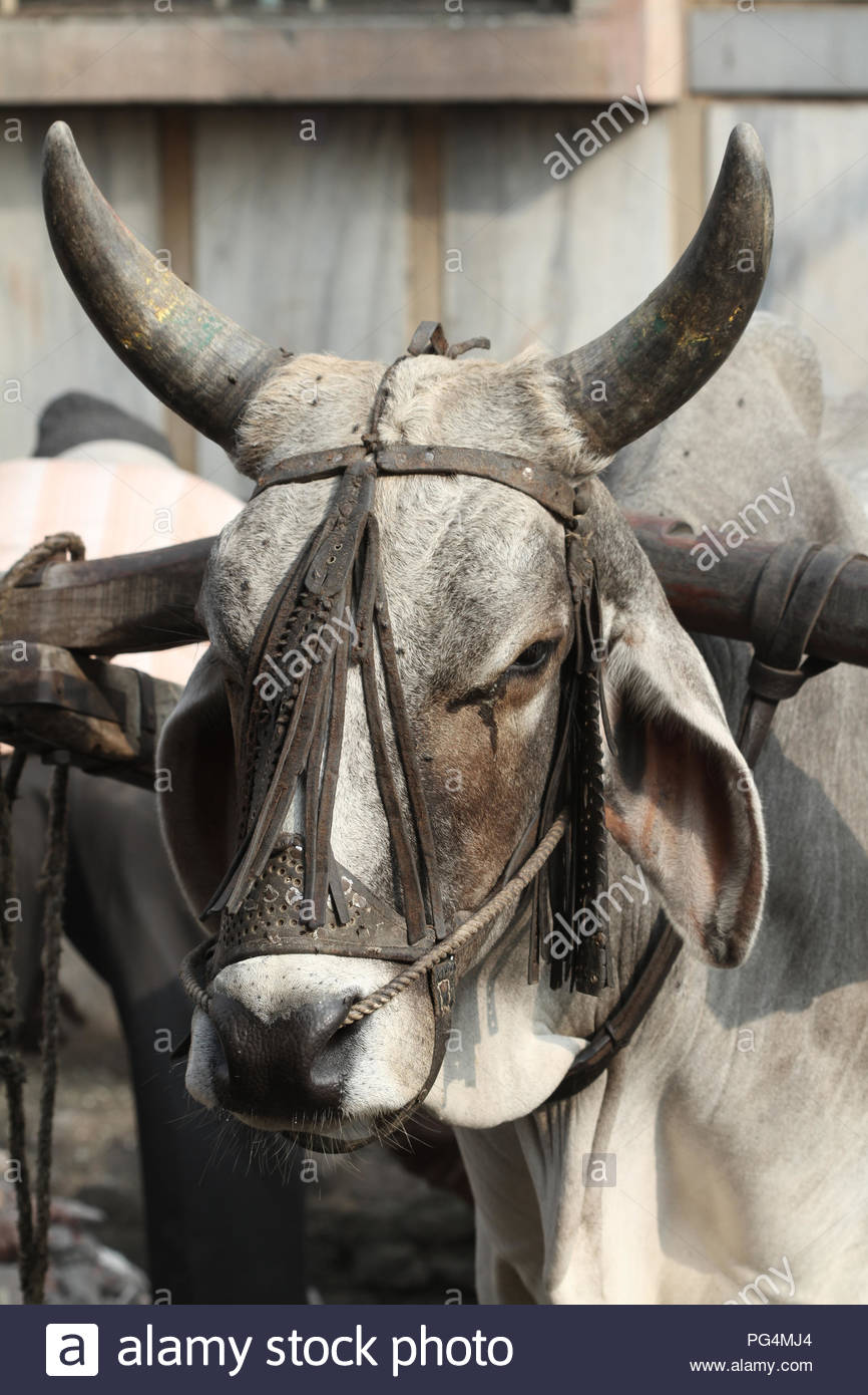 Ox Animal High Resolution Stock Photography and Images - Alamy