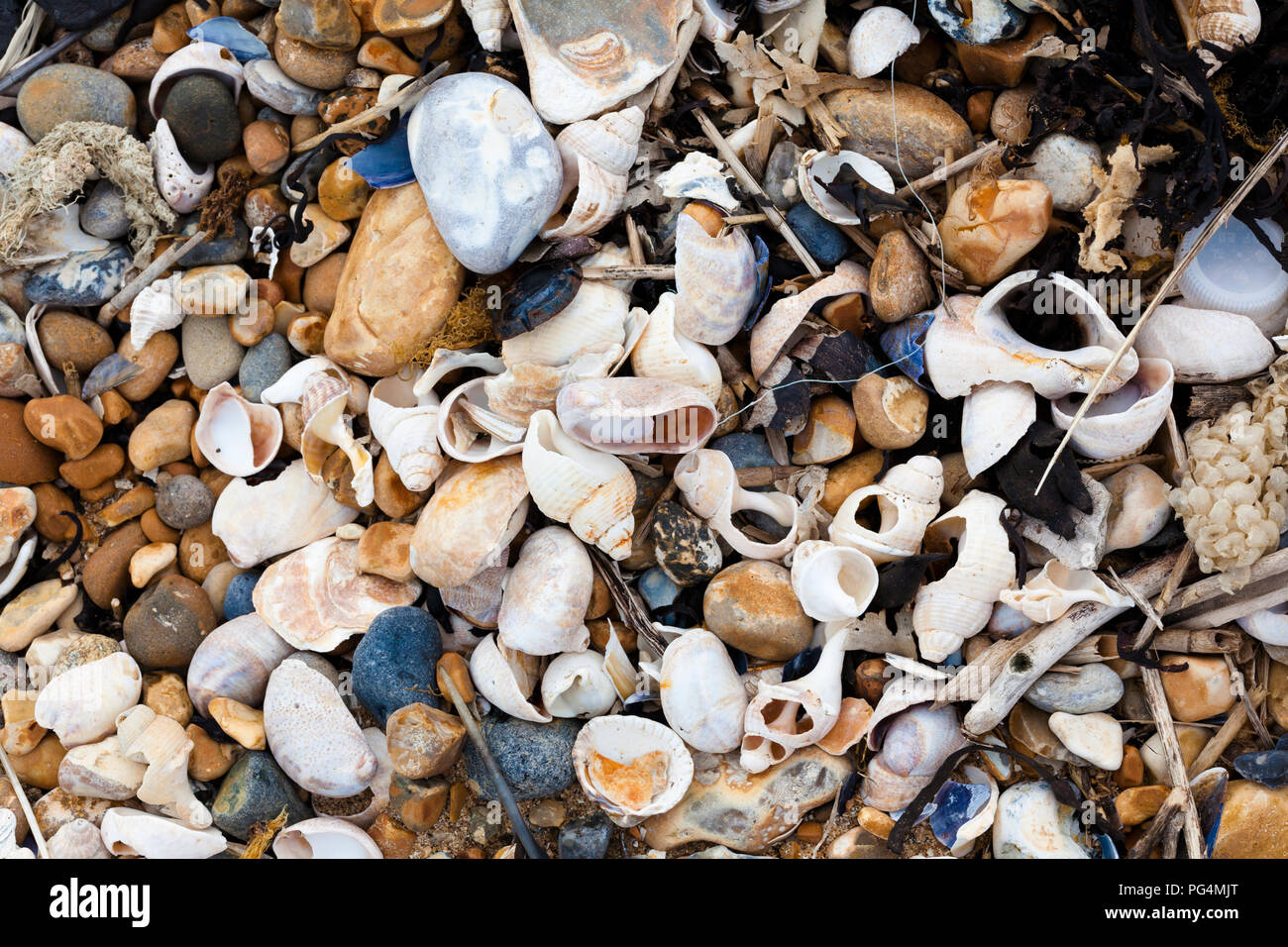 Shingle, shells and other detritus on beach strand line, Sandwich Bay ...