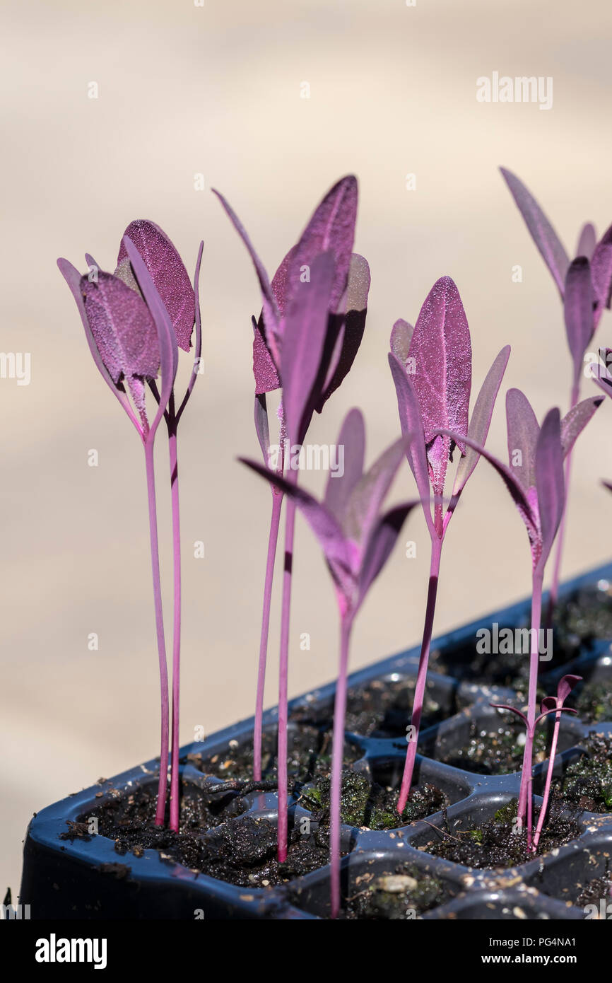 Red orach hi-res stock photography and images - Alamy