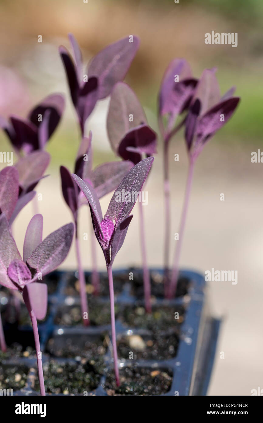 Red Orach High Resolution Stock Photography and Images - Alamy