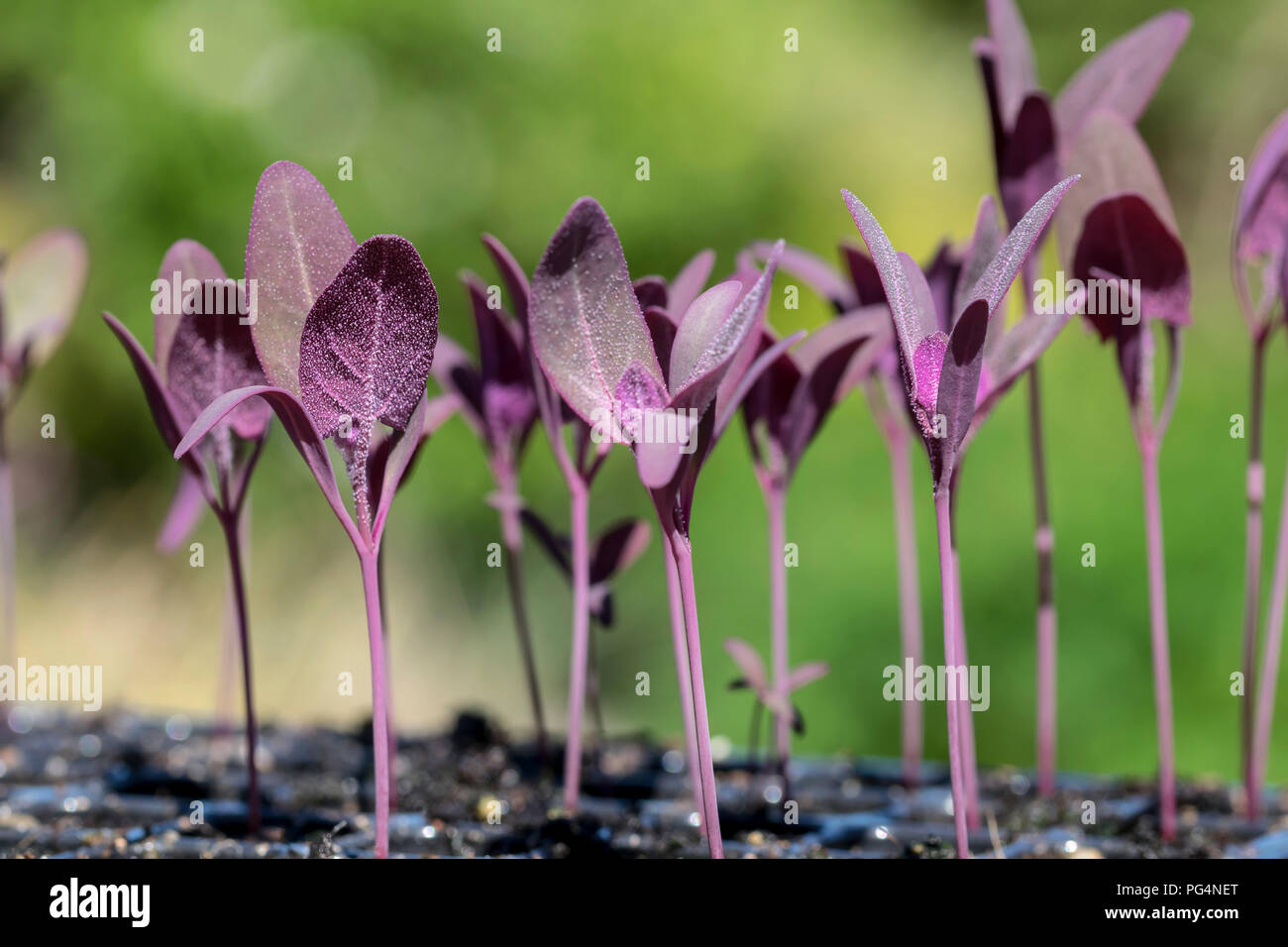 Red Orach Atriplex hortensis Stock Photo - Alamy