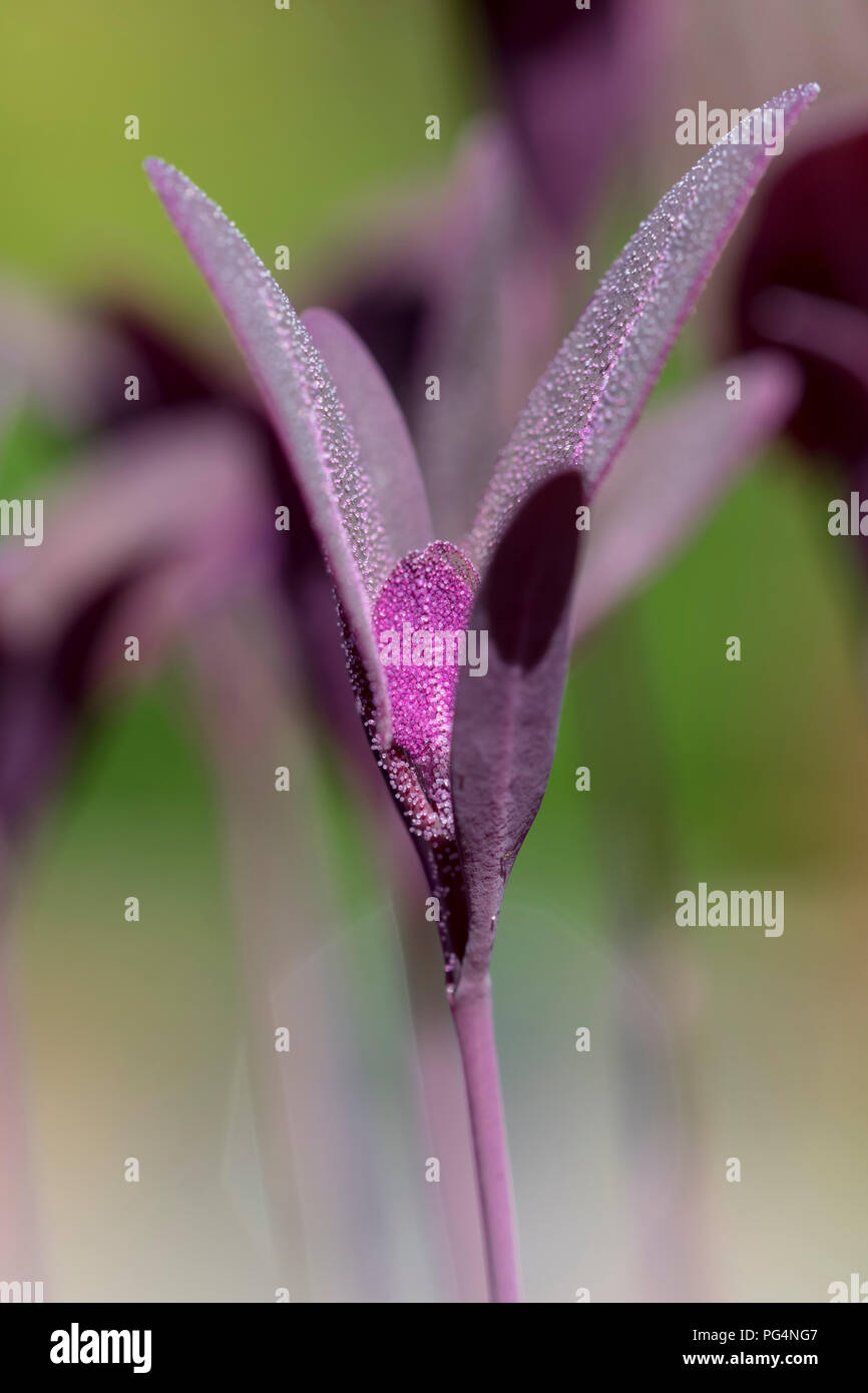 Red Orach Atriplex hortensis Stock Photo - Alamy