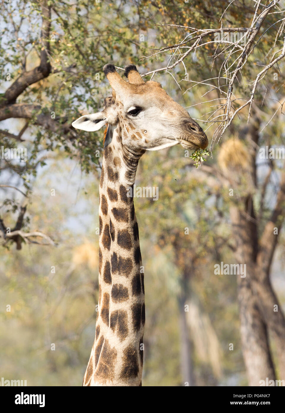 Giraffe (Giraffa camelopardalis) eating fresh leaves from a tree Stock ...