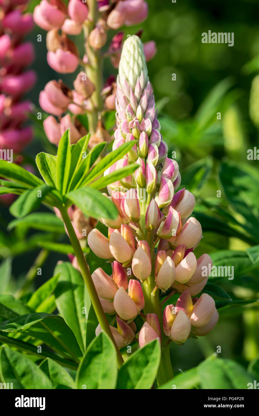 Boarder flower hi-res stock photography and images - Alamy