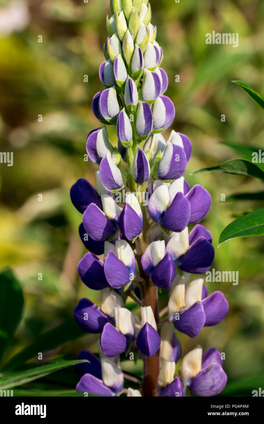 Lupin or Lupine growing in summer flower bed Stock Photo - Alamy