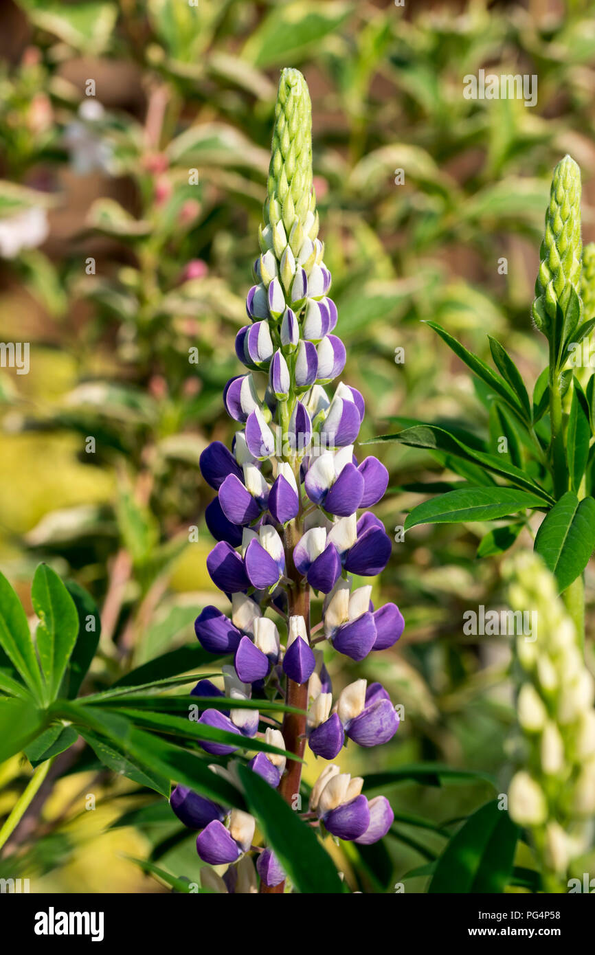 Lupin or Lupine growing in summer flower bed Stock Photo - Alamy