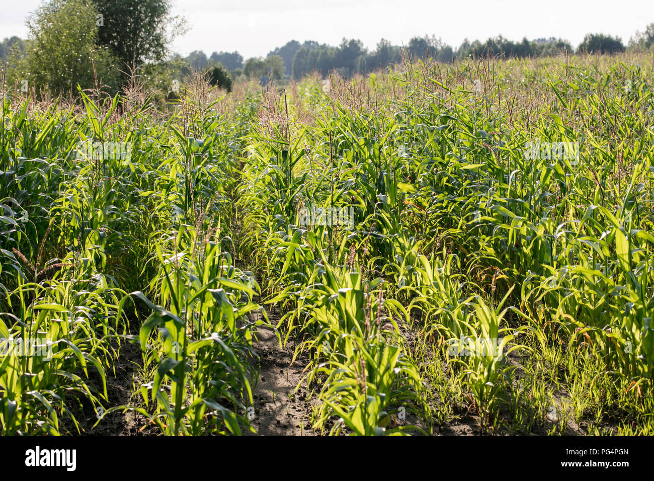 Corn field, front view Stock Photo - Alamy