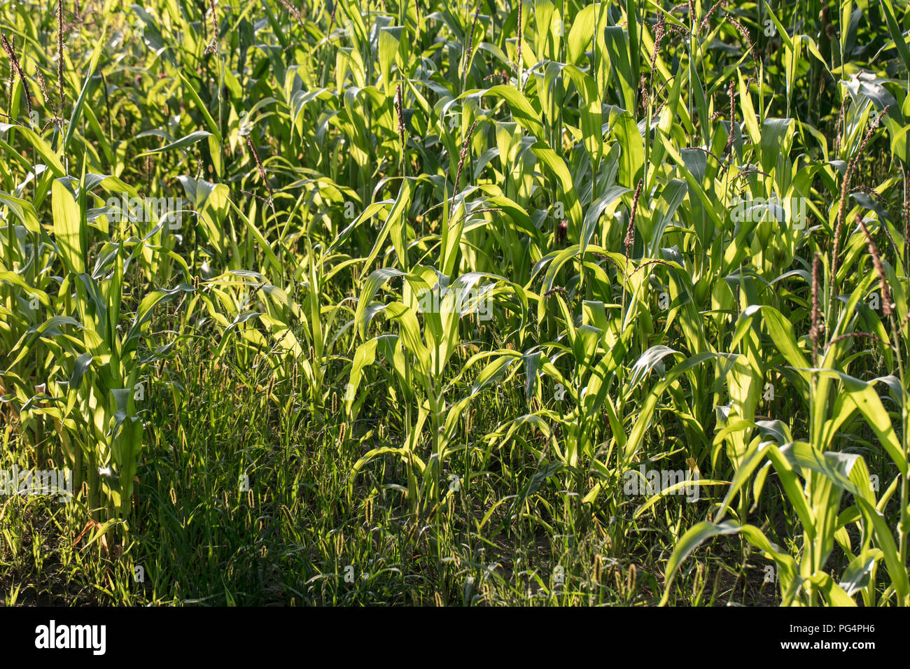 Corn field, close up Stock Photo - Alamy