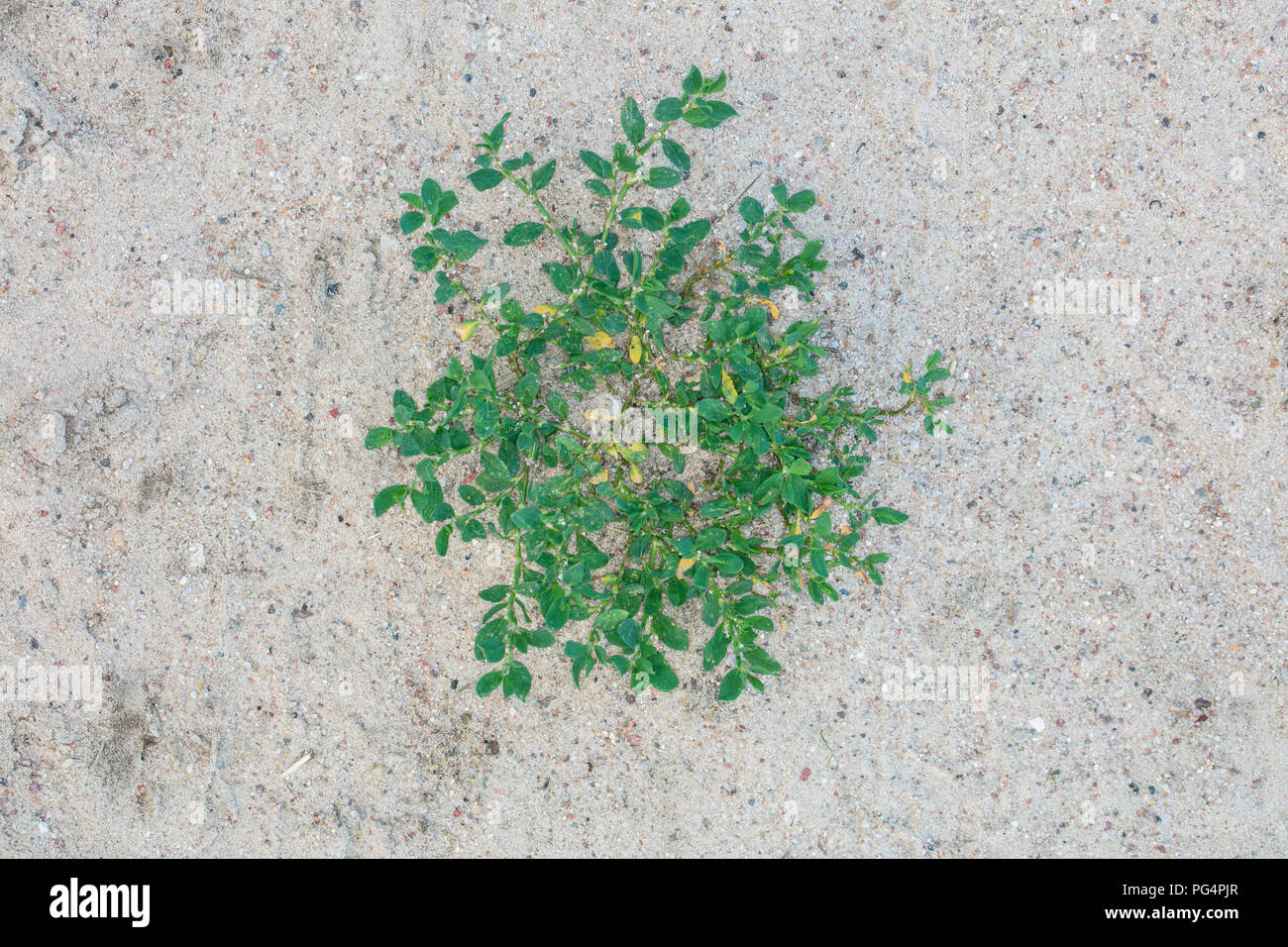 tuft of grass grows on the sand Stock Photo - Alamy