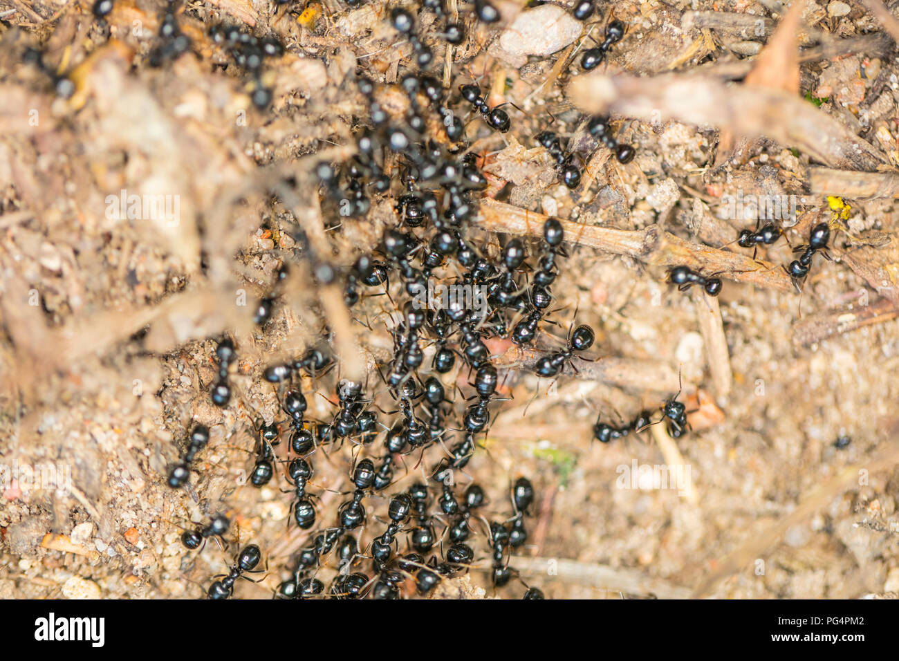 black ants, big cluster, top view Stock Photo - Alamy