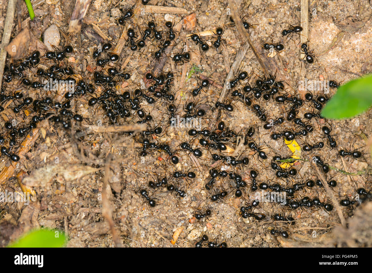 Cluster insect formation hi-res stock photography and images - Alamy