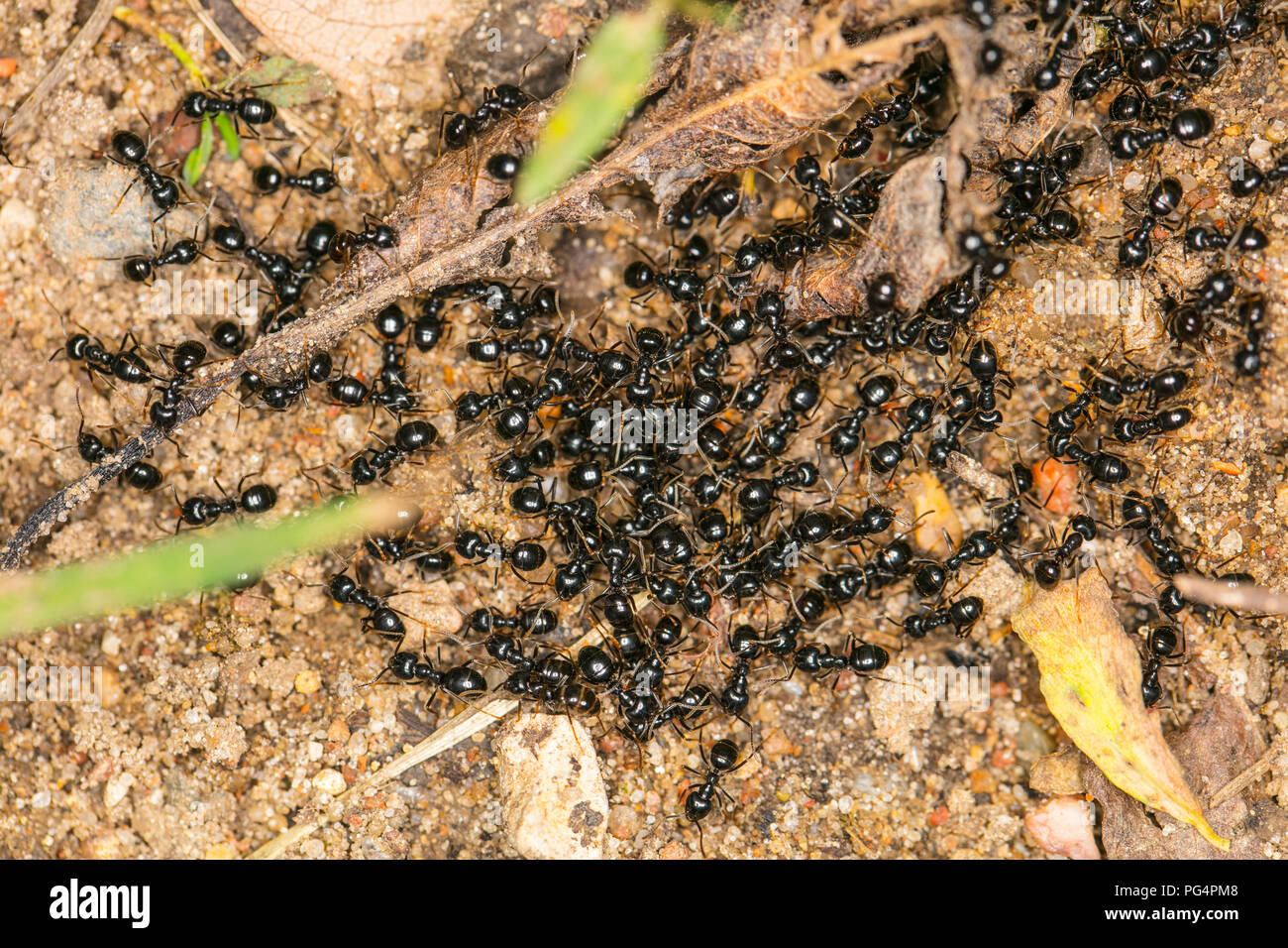 Row of black ants nest hi-res stock photography and images - Alamy