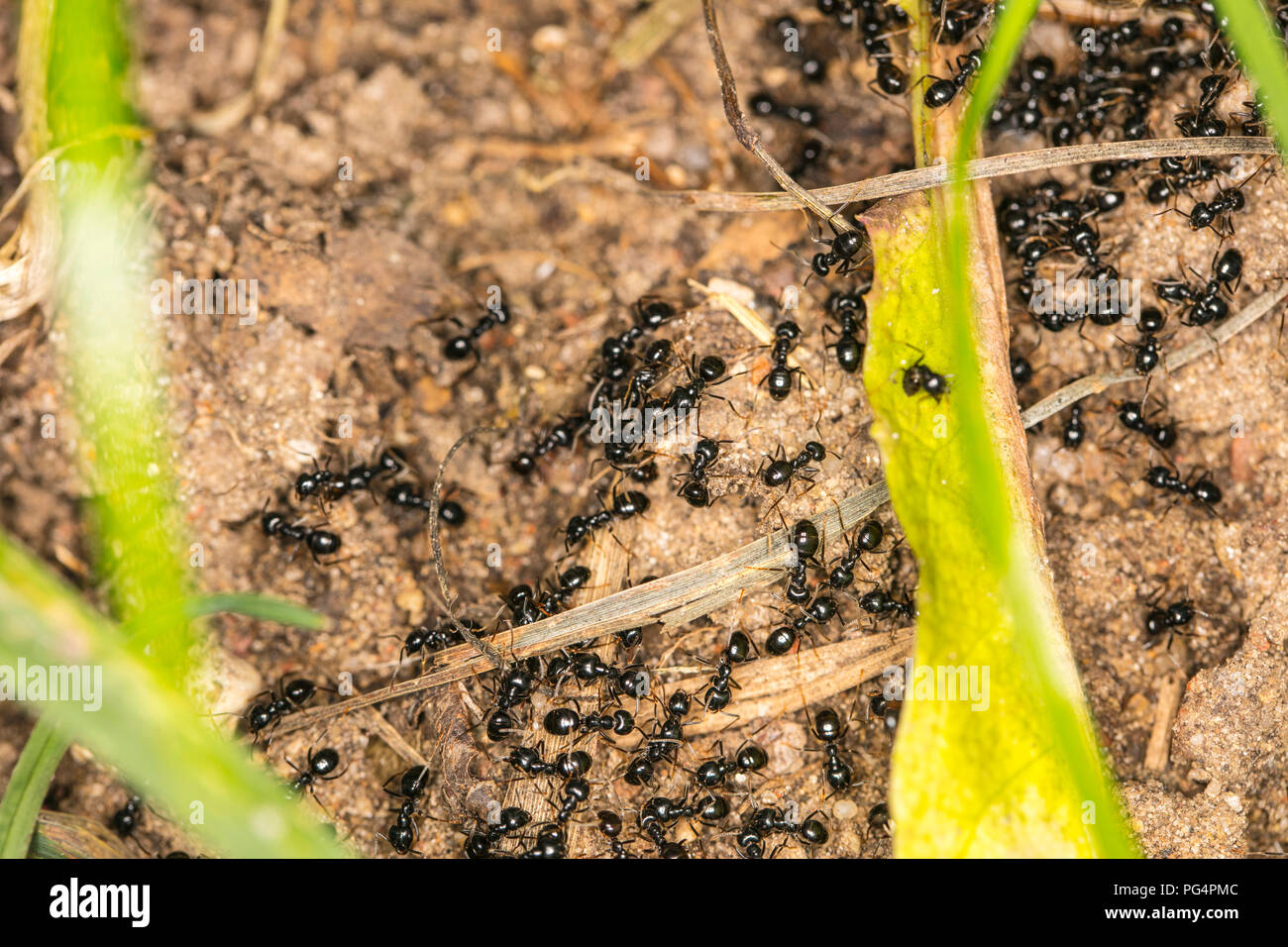 pack of black ants marching, close up Stock Photo - Alamy