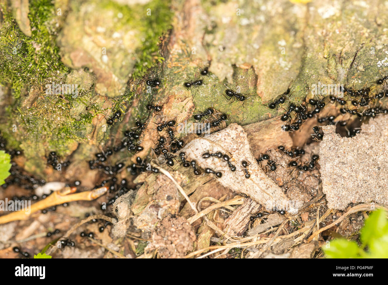 pack of black ants marching Stock Photo - Alamy