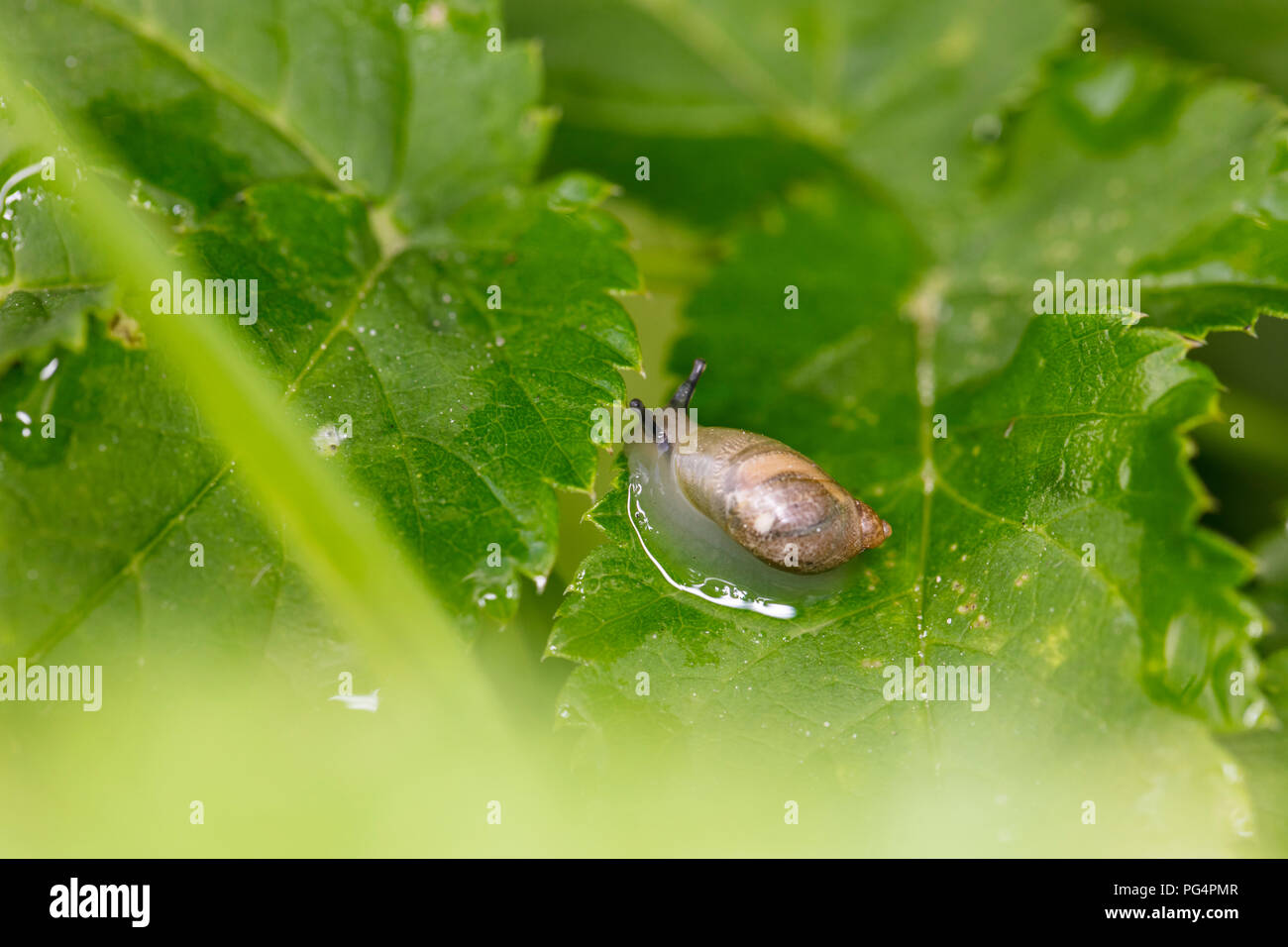 very young snail with a soft shell Stock Photo - Alamy