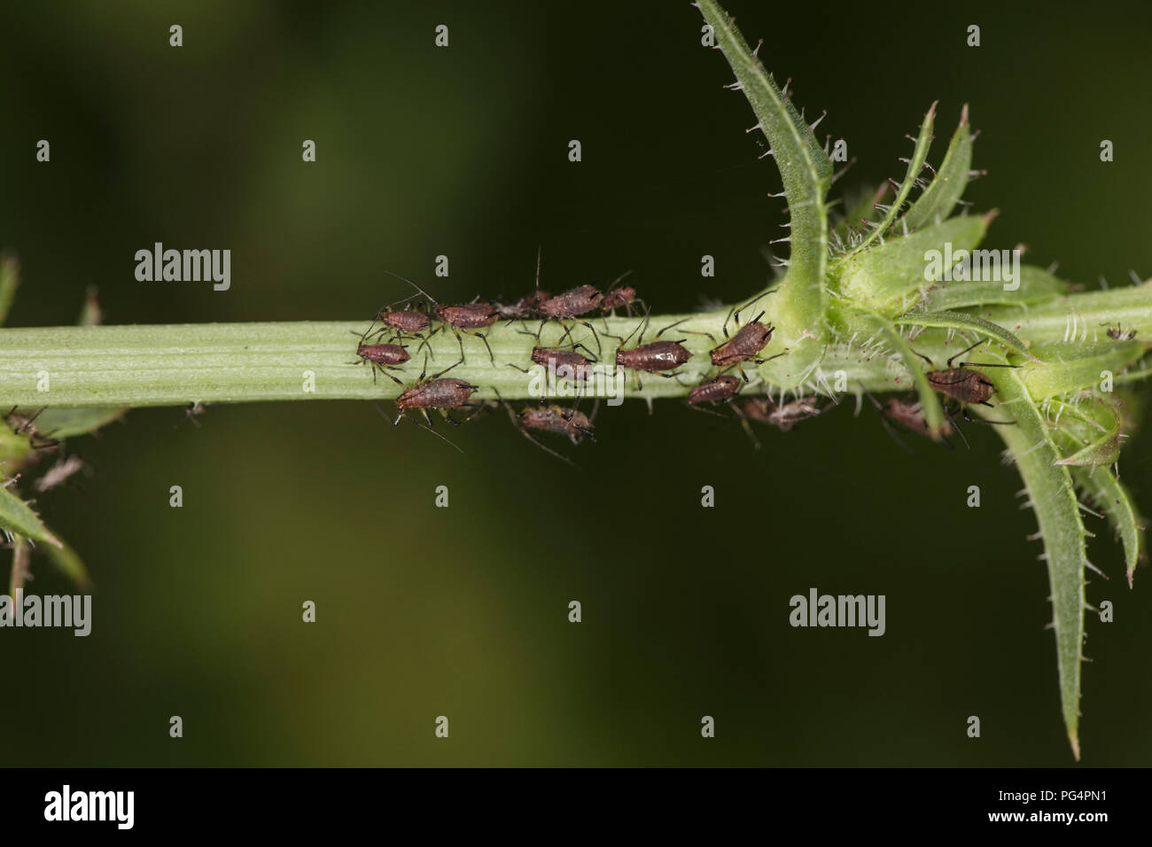 Diaspididae hi-res stock photography and images - Alamy