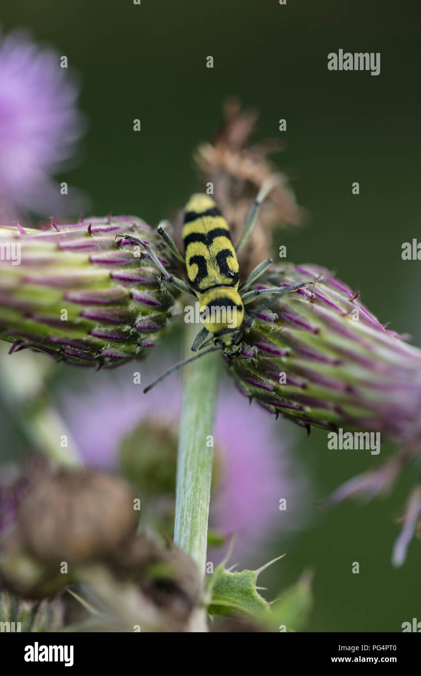 Clytus arietis wasp mimic insect hi-res stock photography and images ...