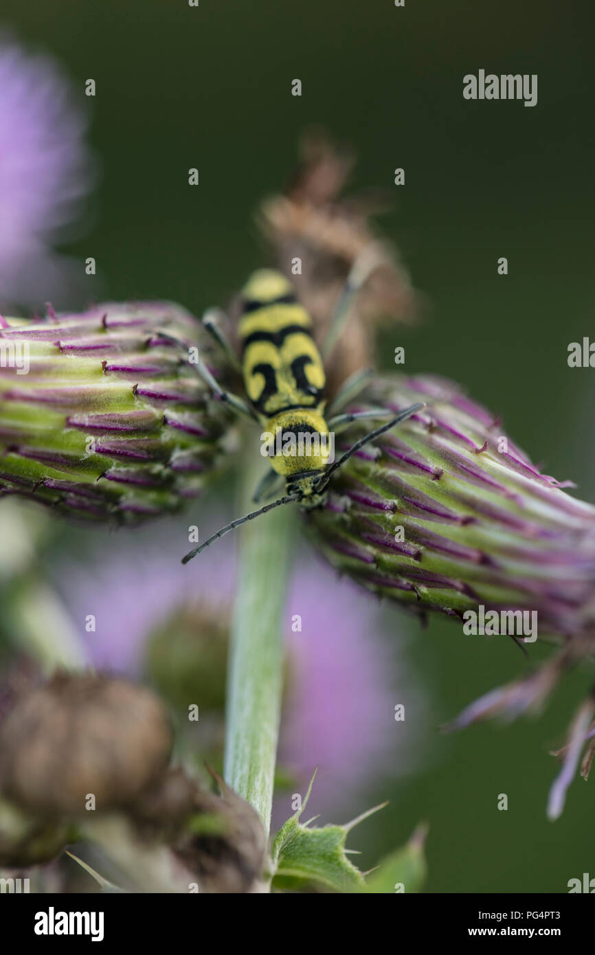 Clytus arietis wasp mimic insect hi-res stock photography and images ...