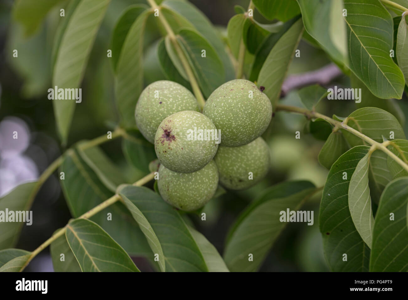 Healthy and tasty Italian walnuts grow on the tree Stock Photo - Alamy