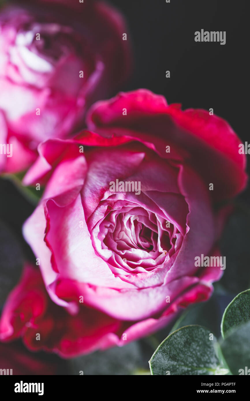 Macro photography of dark pink roses bouquet over blue. Soft focus, top ...