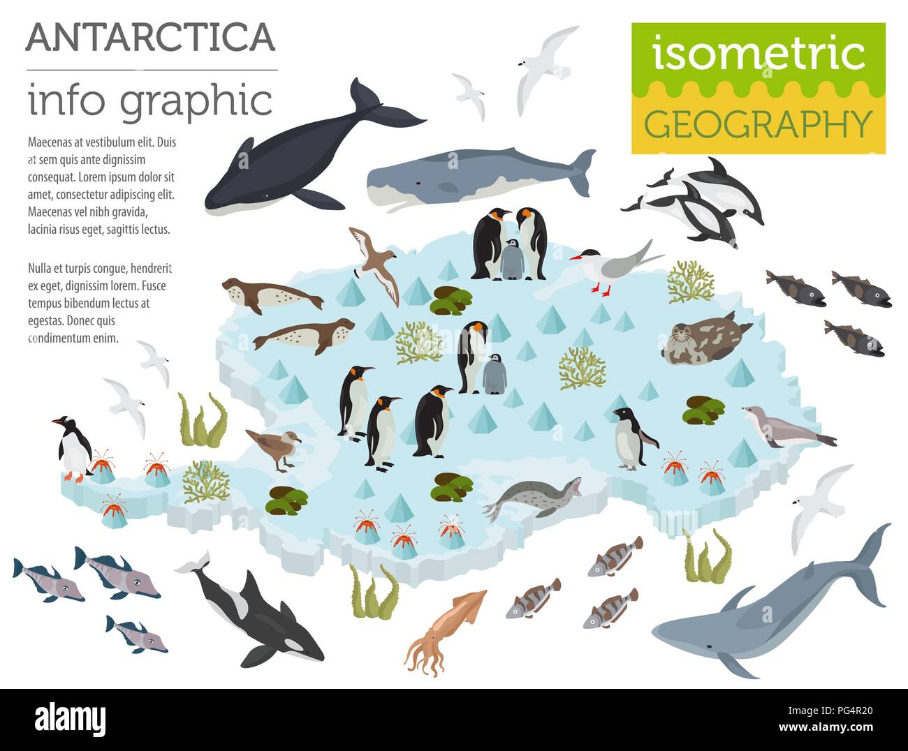 Isometric 3d Antarctica flora and fauna map elements. Animals, birds ...