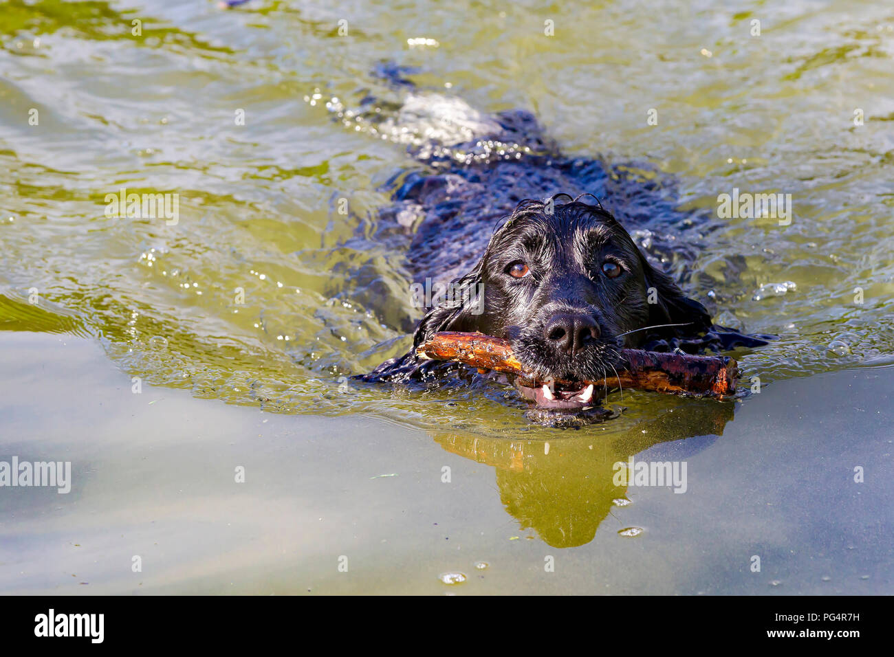 Cocker Spaniel playing fetch in the boating lake in Abington Park ...