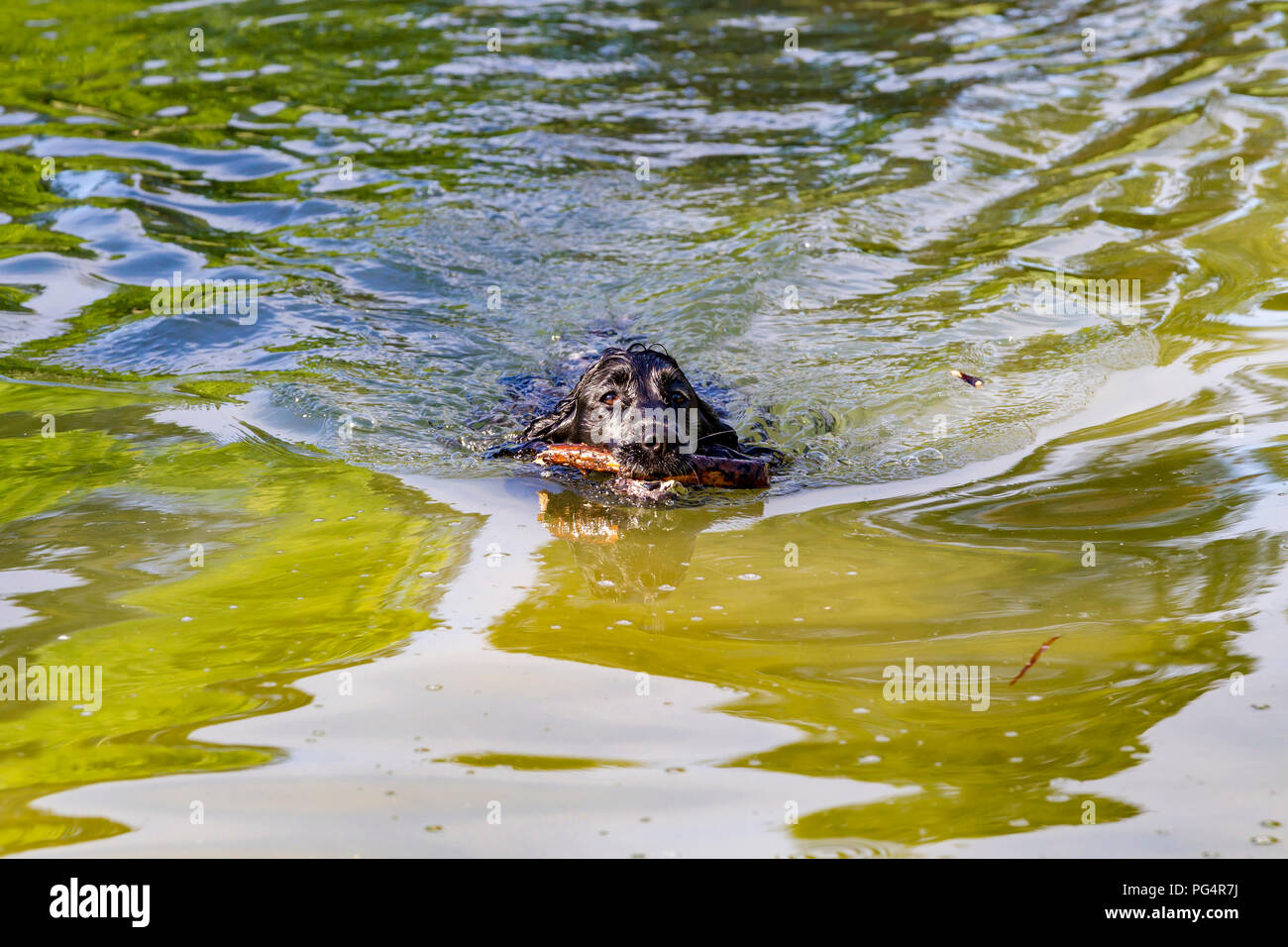 Cocker Spaniel playing fetch in the boating lake in Abington Park ...