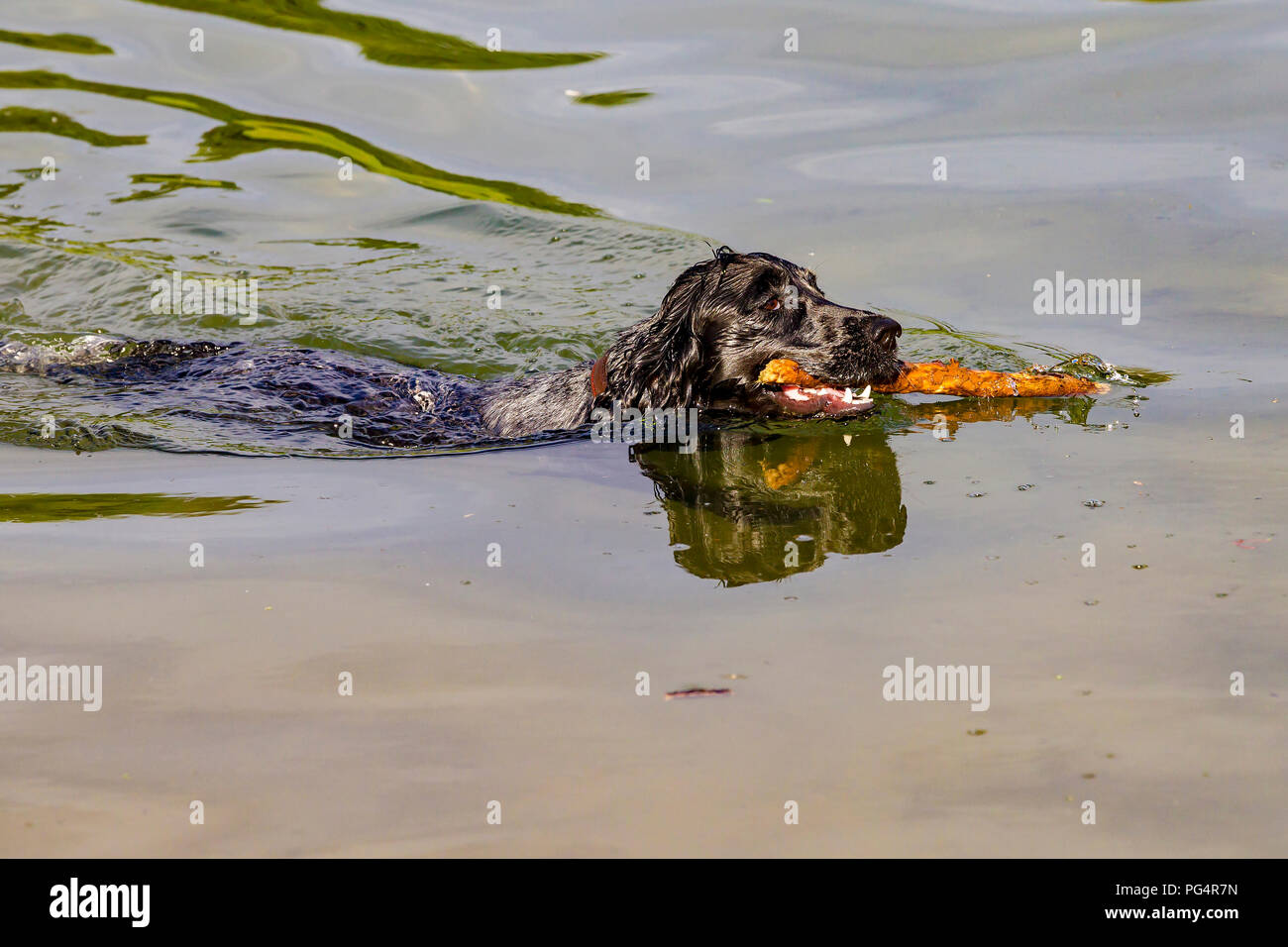 Grey cocker spaniel hi-res stock photography and images - Alamy