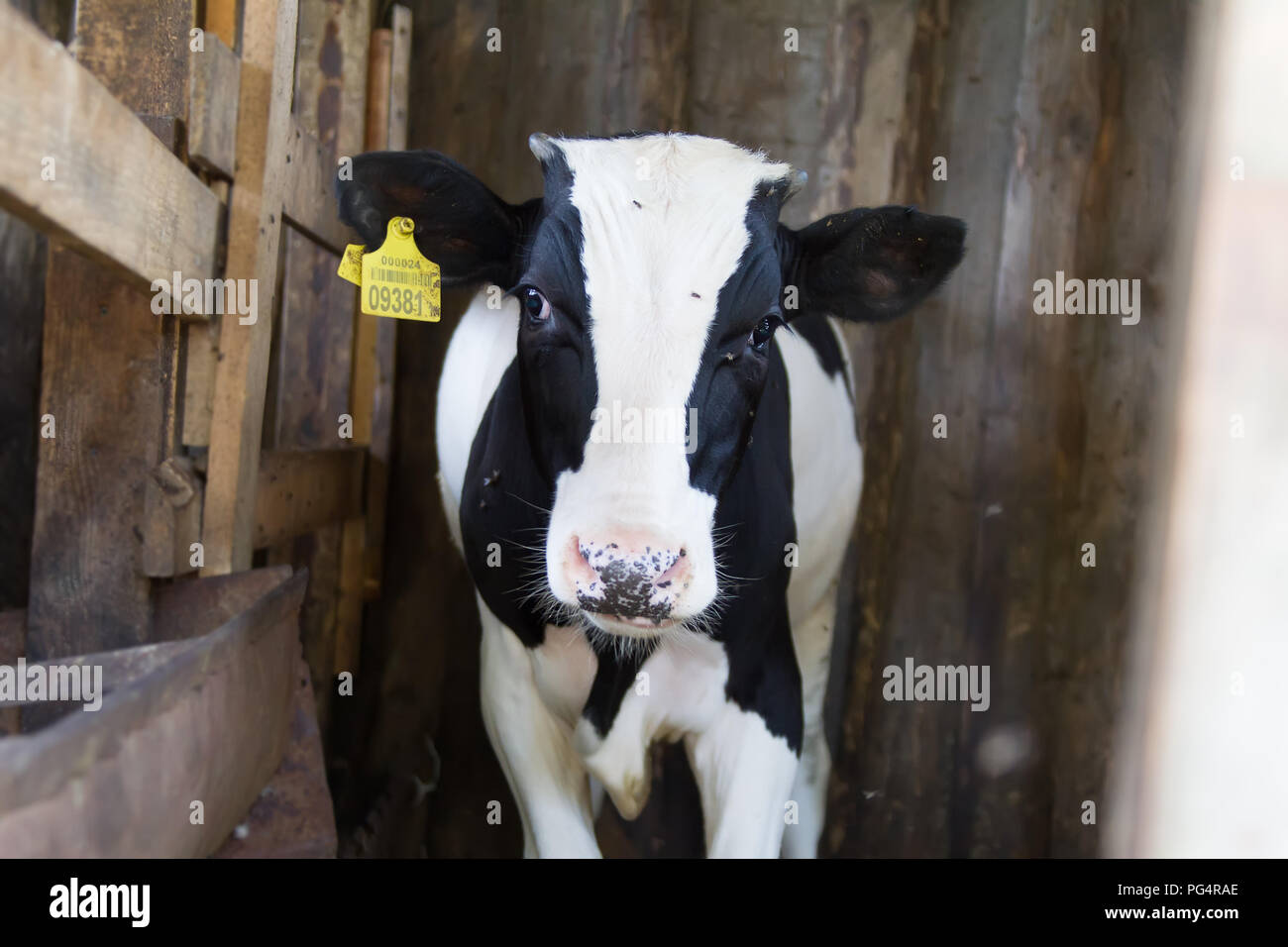 Cow. Cow head close-up Stock Photo - Alamy