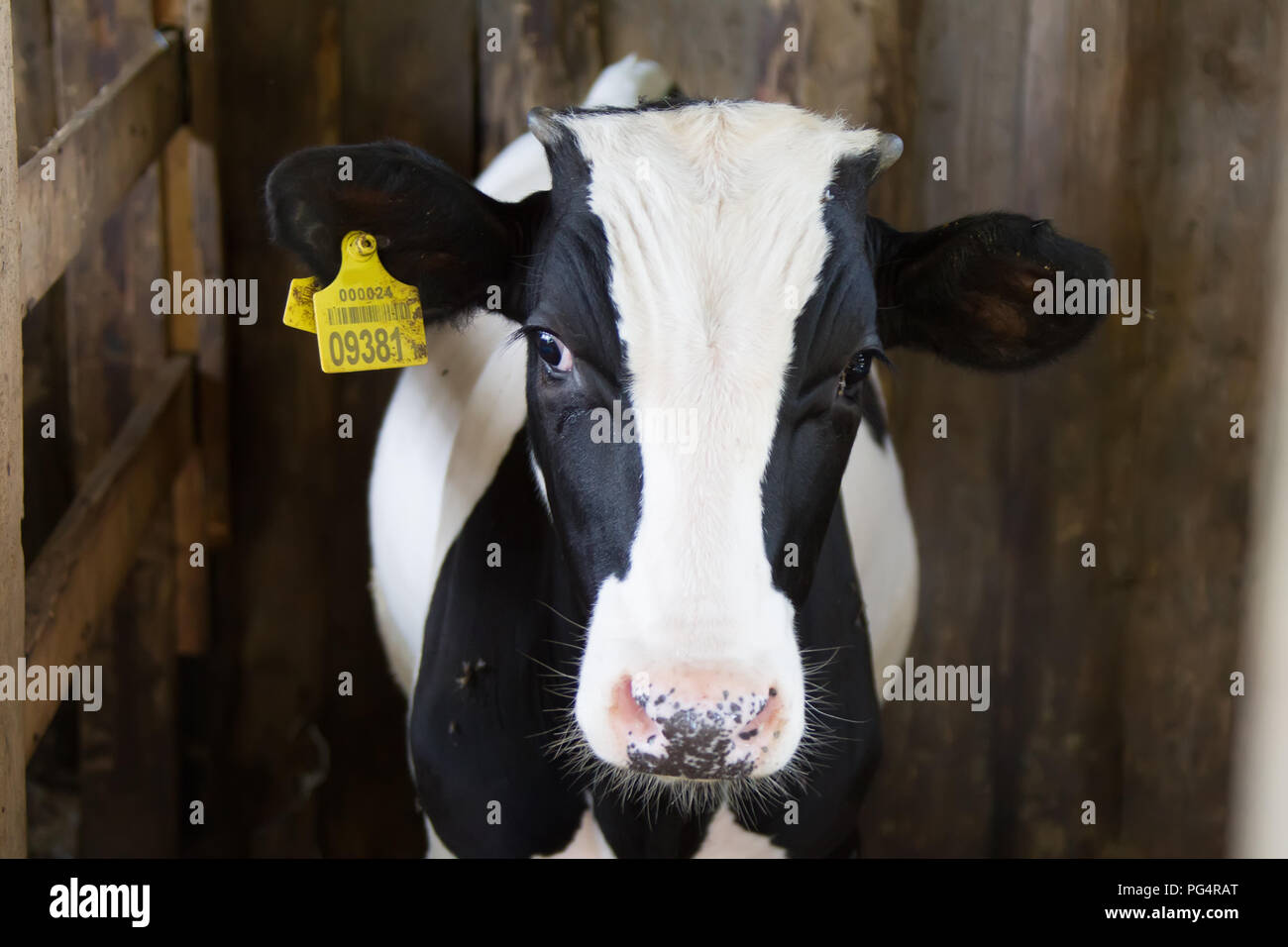 Cow. Portrait of a cow Stock Photo - Alamy