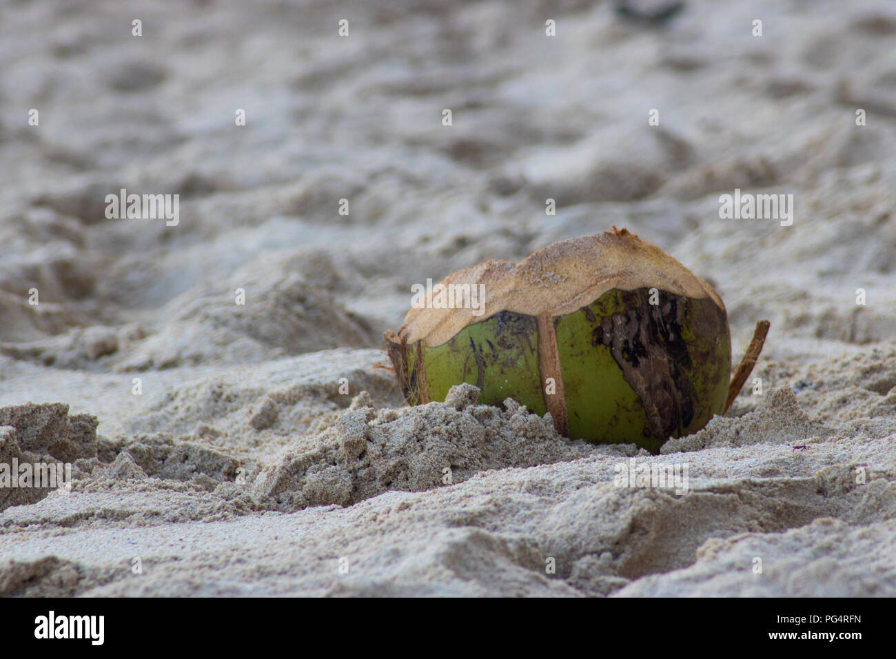 coconut on beach sand macro close up photo Stock Photo - Alamy