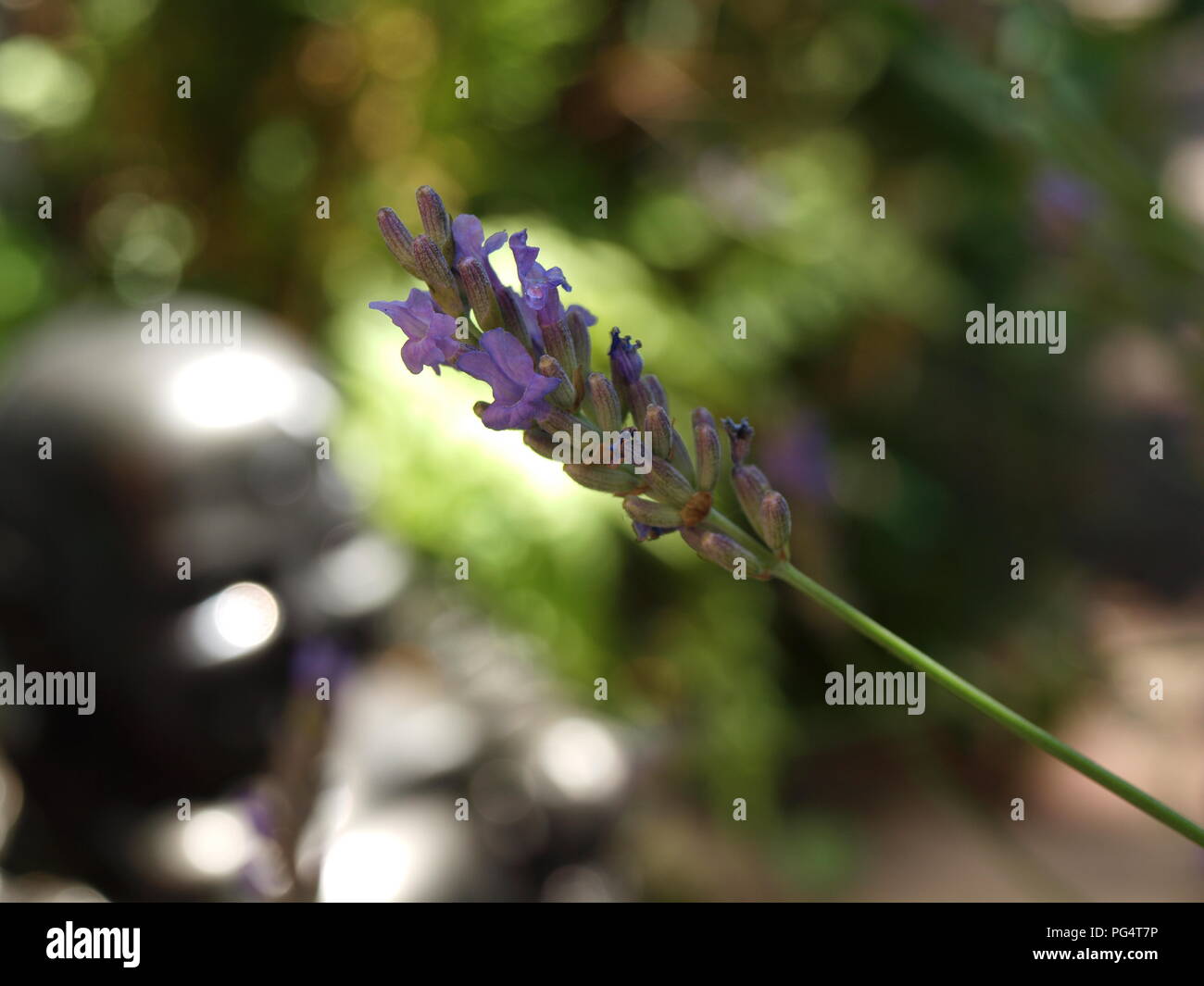 lavender single sprig close up with buddha in background Stock Photo ...