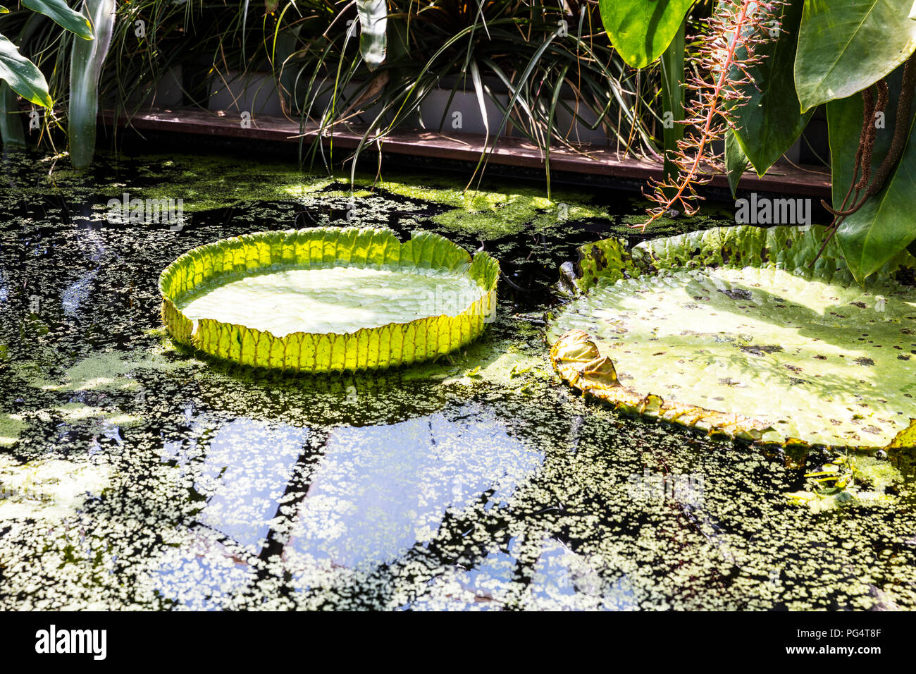 Lili pads hi-res stock photography and images - Alamy