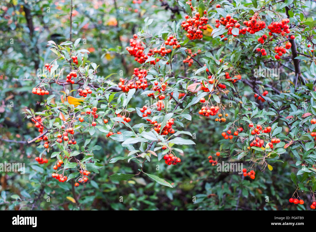 red berries of pyracantha coccinea Stock Photo - Alamy