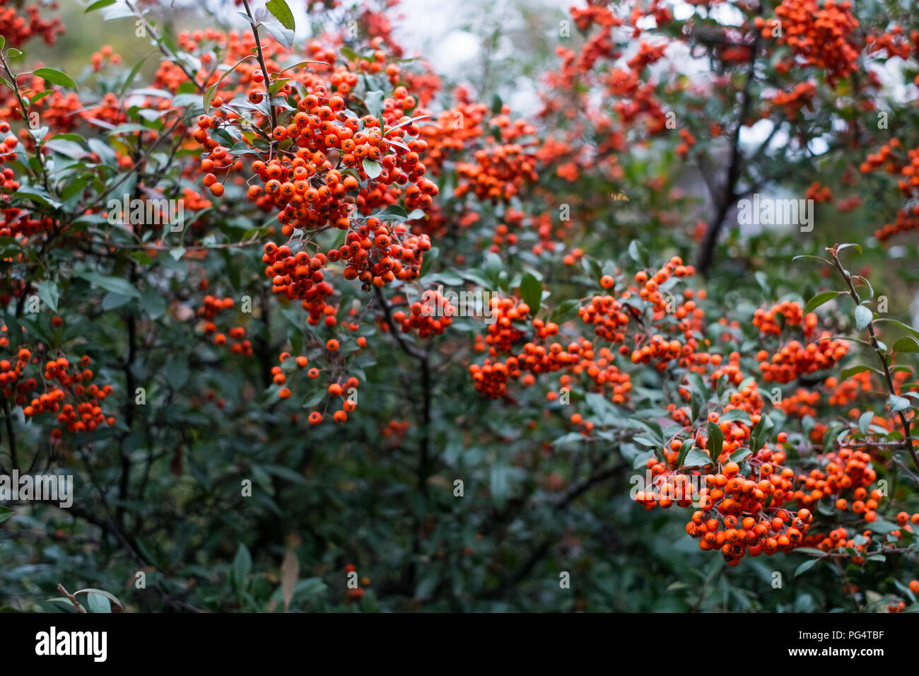 red berries of pyracantha coccinea Stock Photo - Alamy