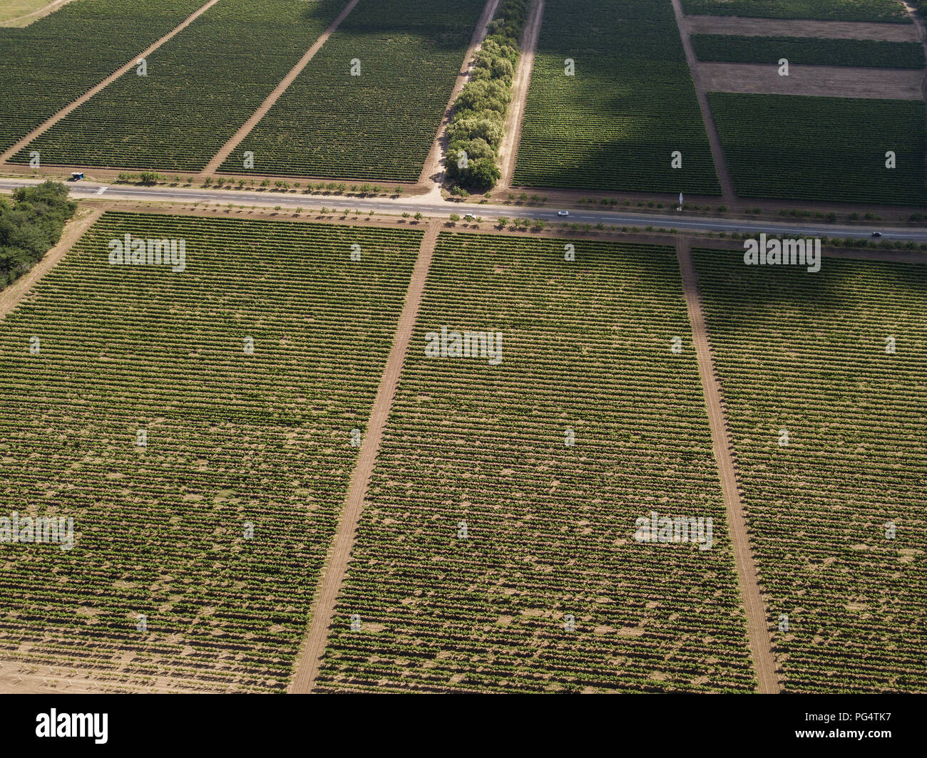Aerial top view from drone to vineyard with grape at summer time Stock ...