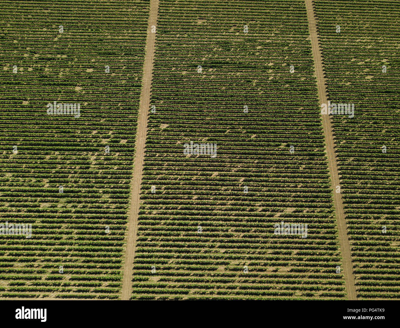 Aerial top view from drone to vineyard with grape at summer time Stock ...