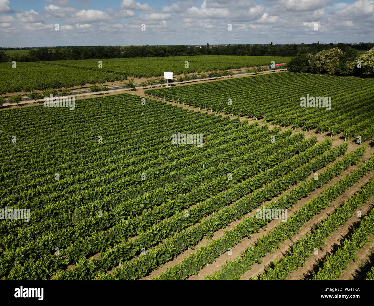 Aerial top view from drone to vineyard with grape at summer time Stock ...