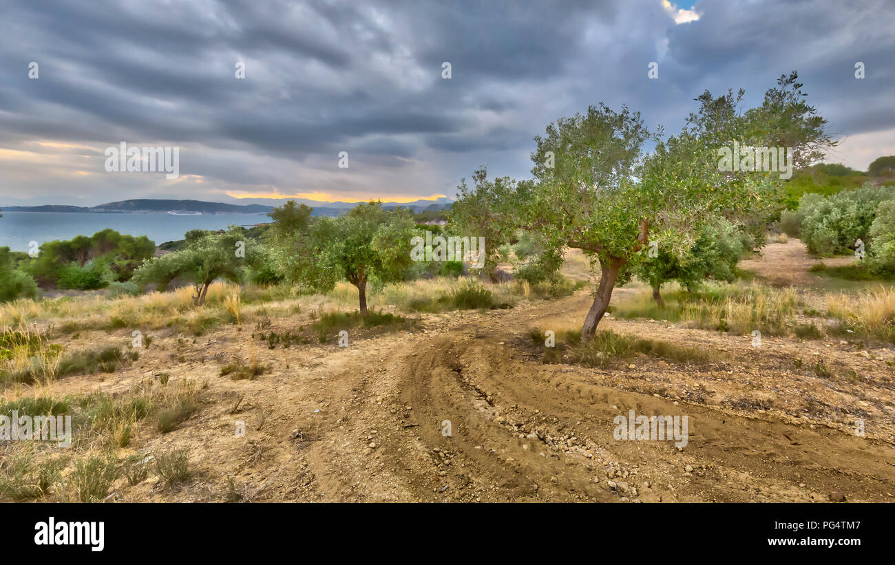 Olive tree plantation on the Peloponnese coast in Greece Europe Stock ...