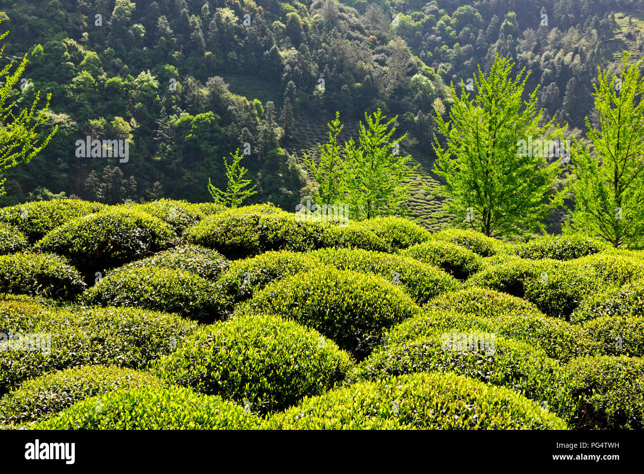 Foothills of Yellow Mountains,Tea plantation,Farms,Farming,Near ...