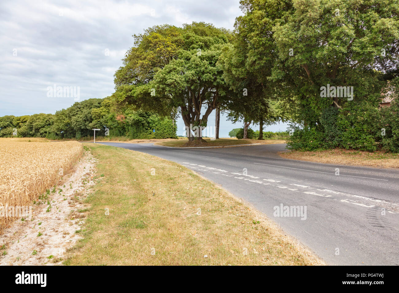 Tree trunk shapes hi-res stock photography and images - Alamy