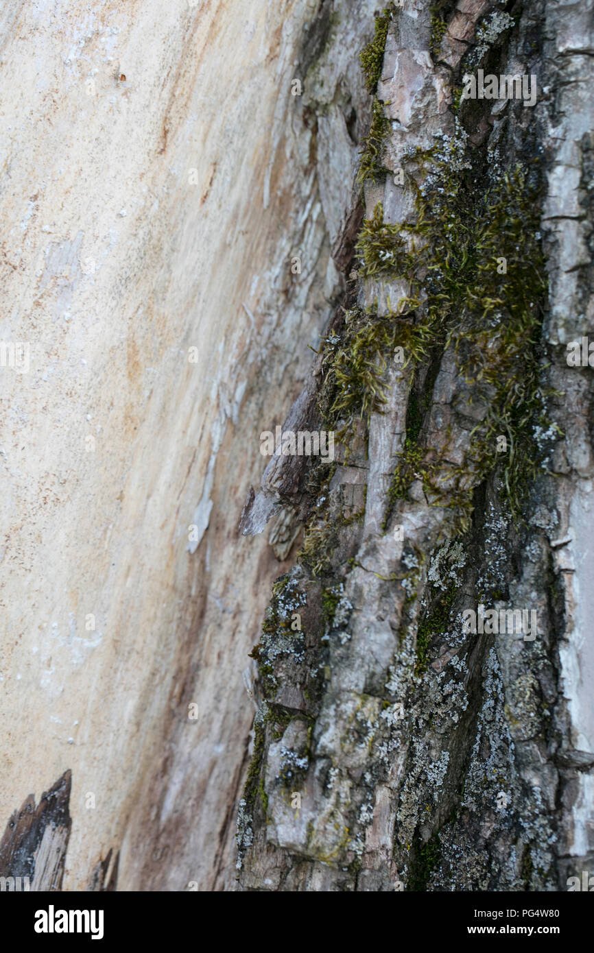 half a tree in the bark as a background, vertical Stock Photo - Alamy