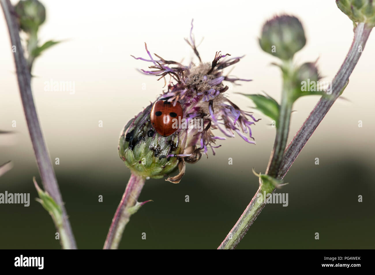 beautiful ladybug with black dots Stock Photo - Alamy