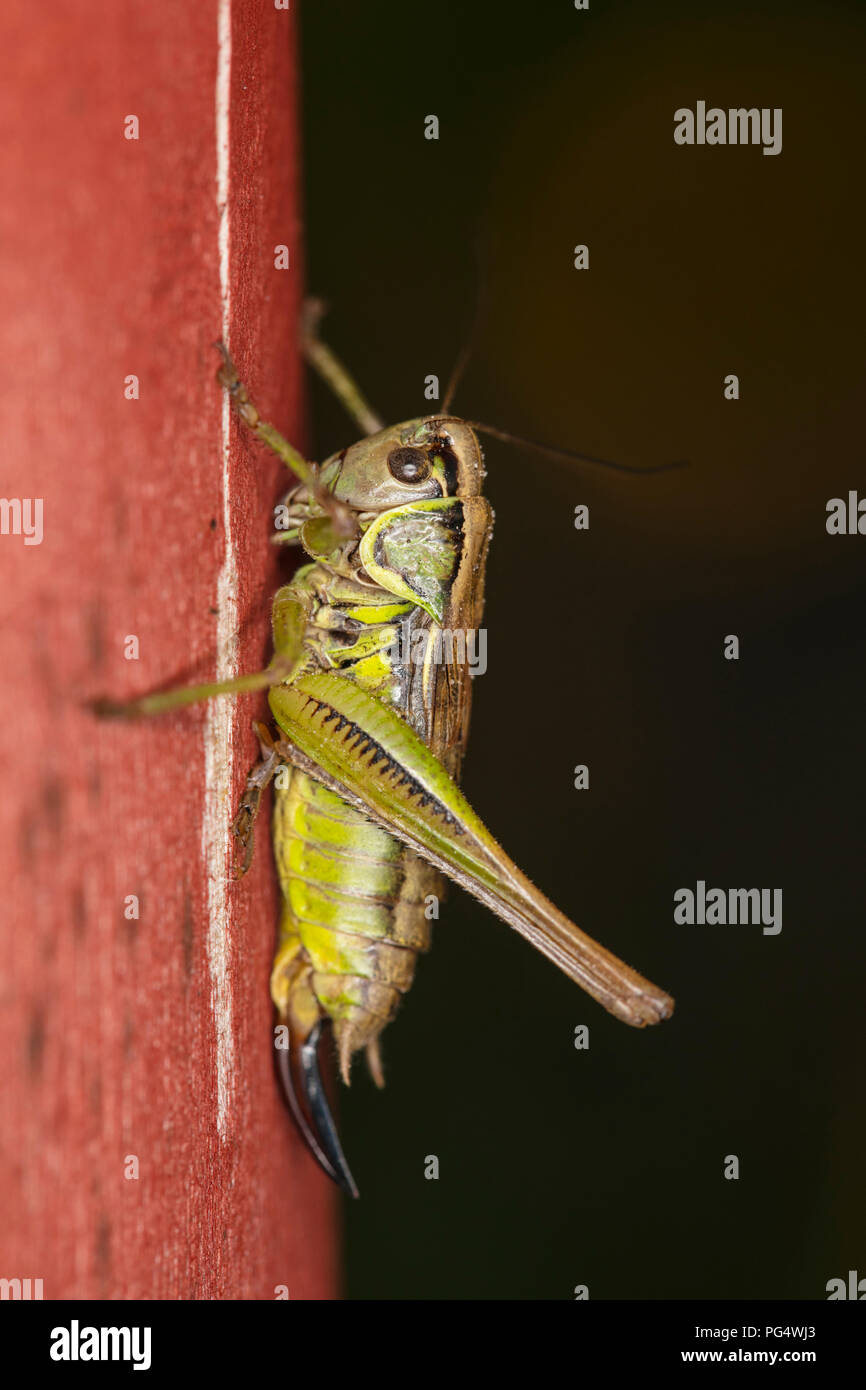 grasshopper, extreme close-up Stock Photo - Alamy