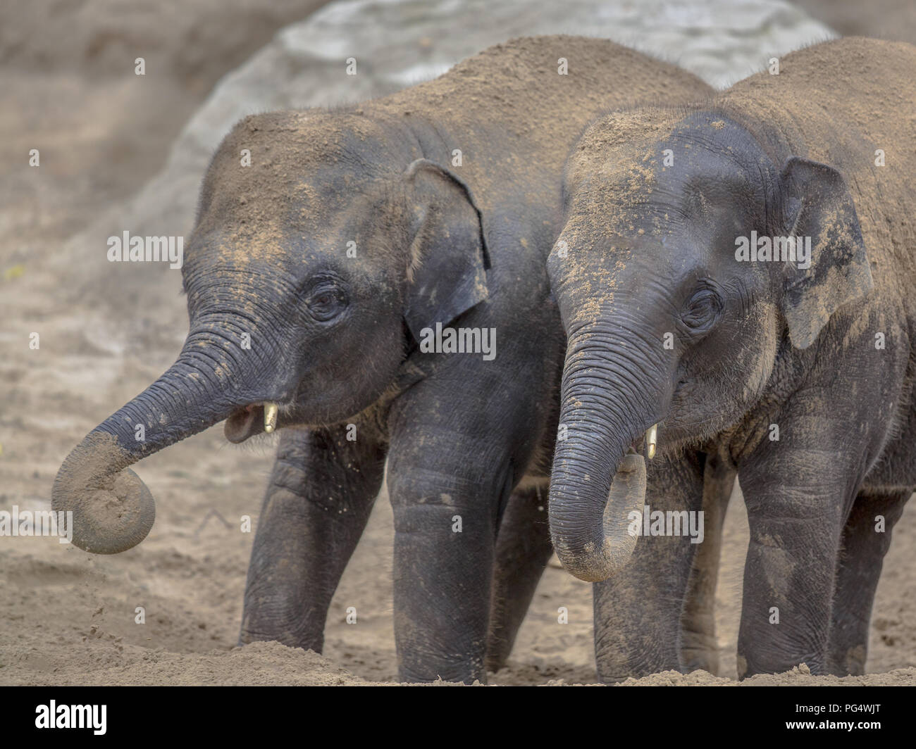 Two young Indian elephants (Elephas maximus indicus) playing and ...