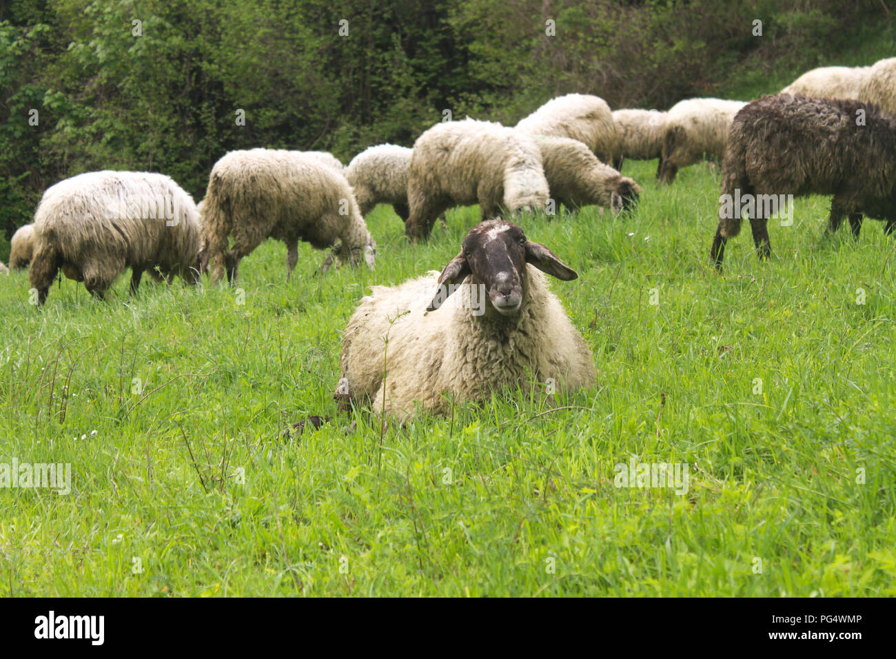 A group of sheep rest on the Green meadow of a hill Stock Photo - Alamy