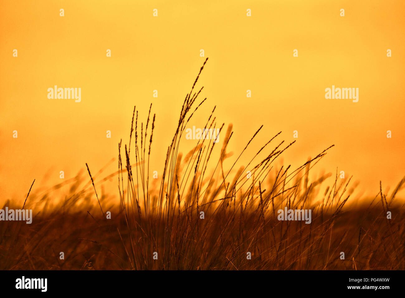 Long grasses silhouette hi-res stock photography and images - Alamy